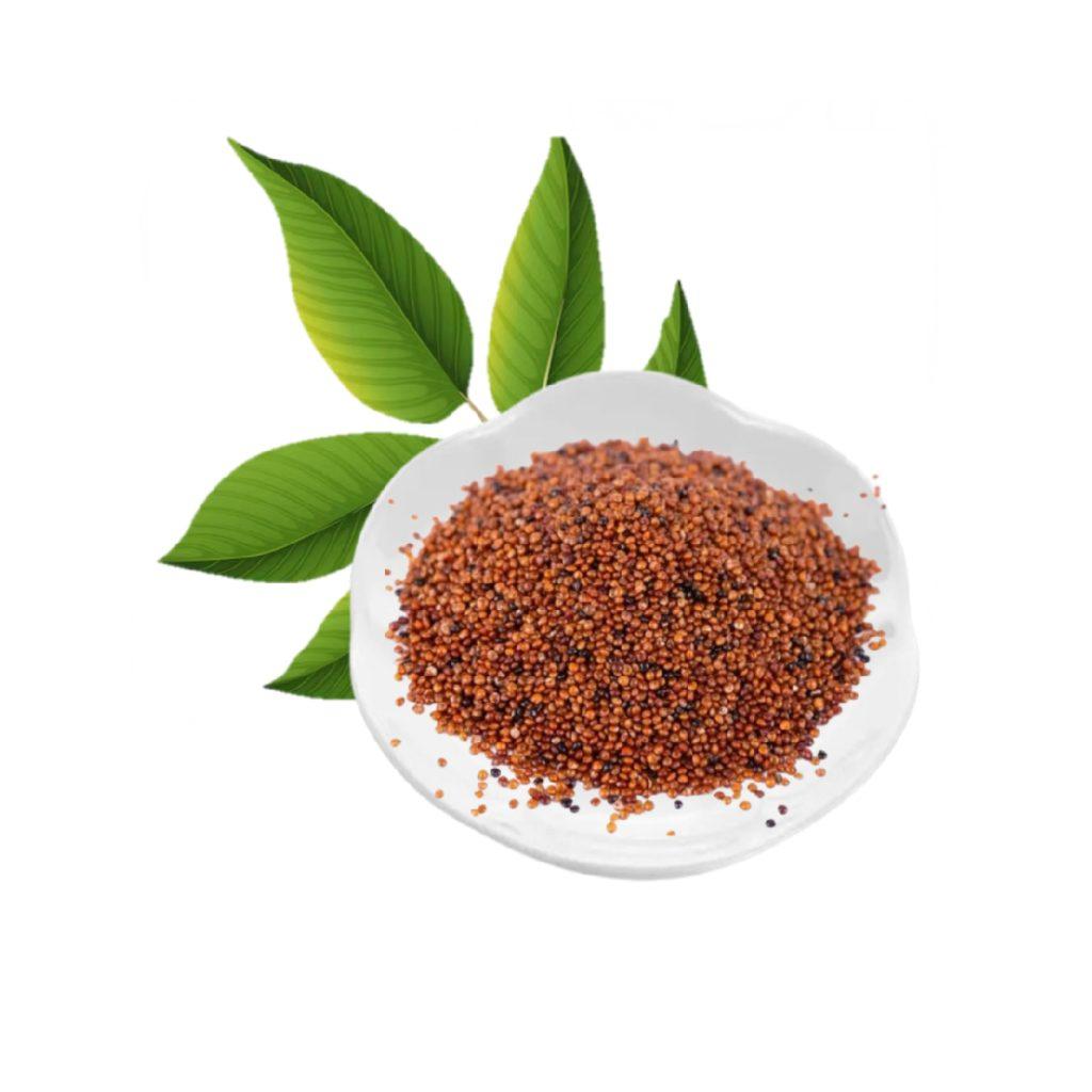 HUANARPO MACHO - Fito Export